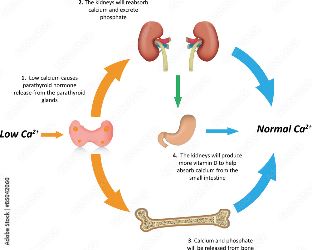 Calcium Regulation Labelled Diagram Stock Photo | Adobe Stock