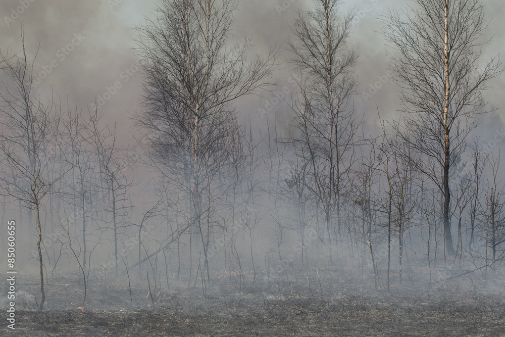 Smoke and burnt trees just after the forest fire. Appropriate to ...