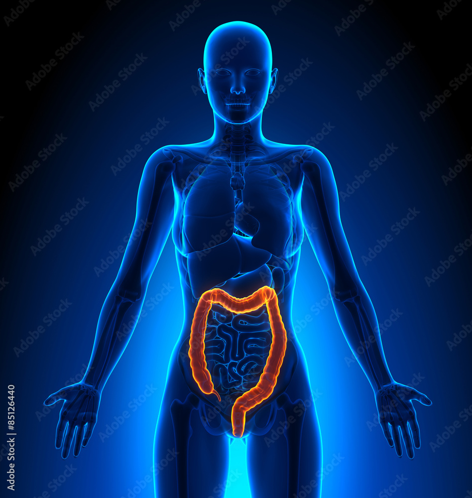 Colon - Female Organs - Human Anatomy Stock Illustration | Adobe Stock