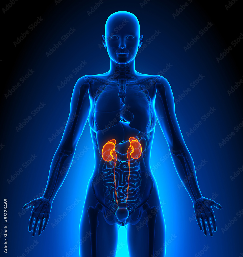 Kidneys - Female Organs - Human Anatomy ilustración de Stock | Adobe Stock
