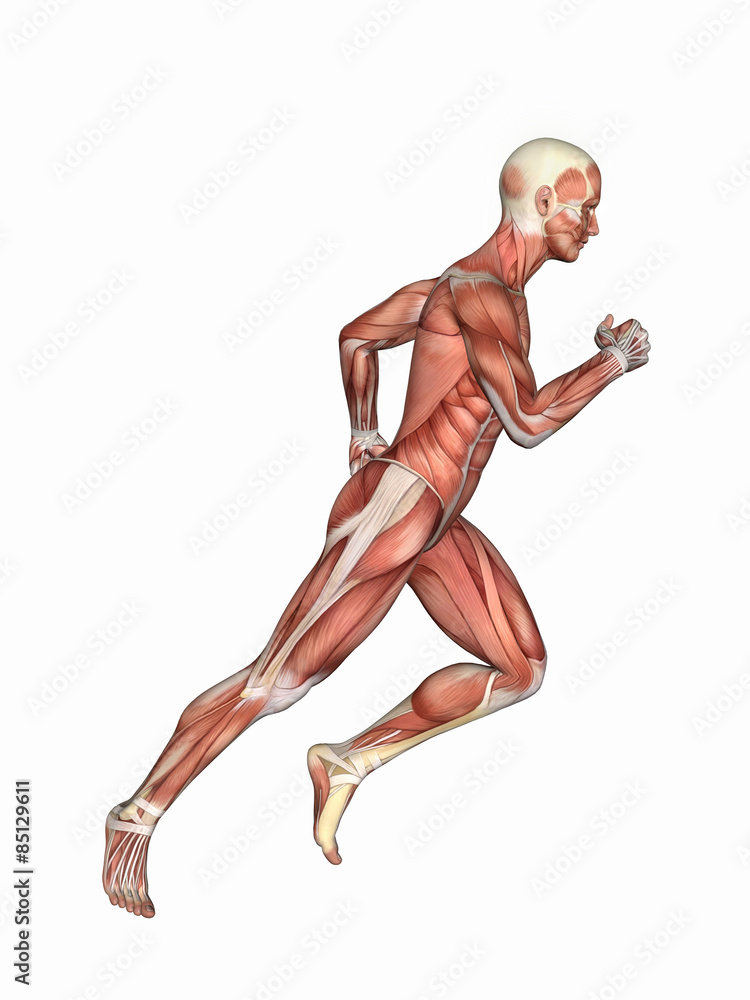 Anatomy of Male in Running Motion: Featuring male figure in running ...