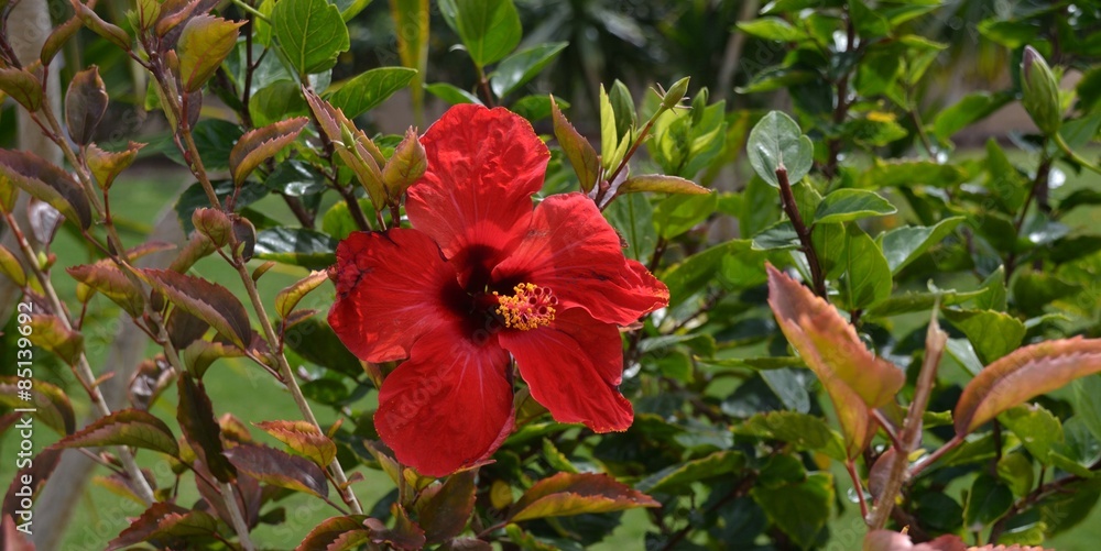 Exotic flowers and plants Egypt Stock-Foto | Adobe Stock