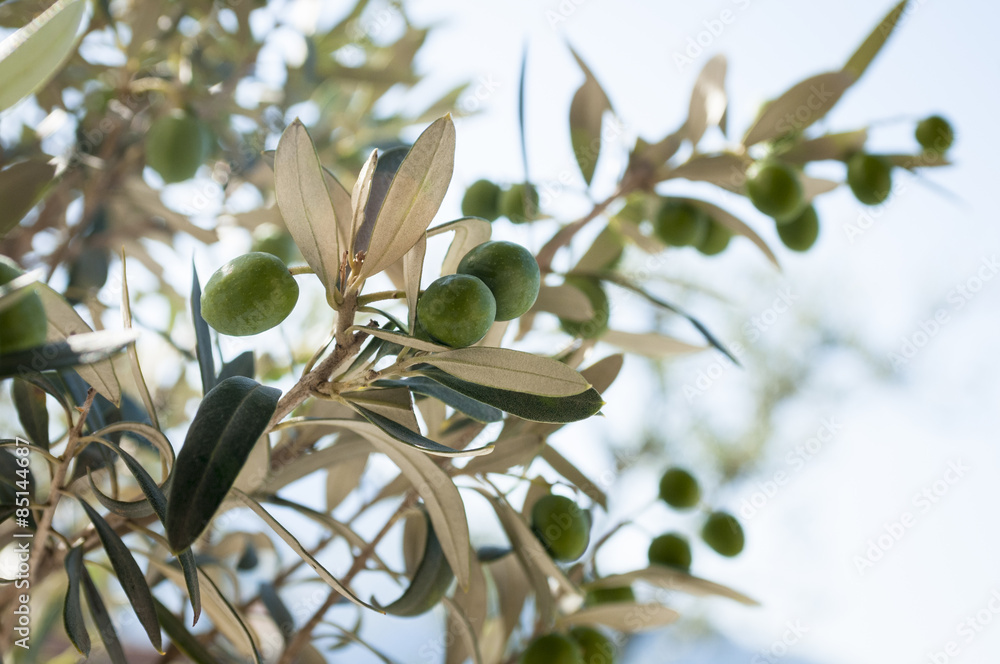 olive Stock Photo | Adobe Stock