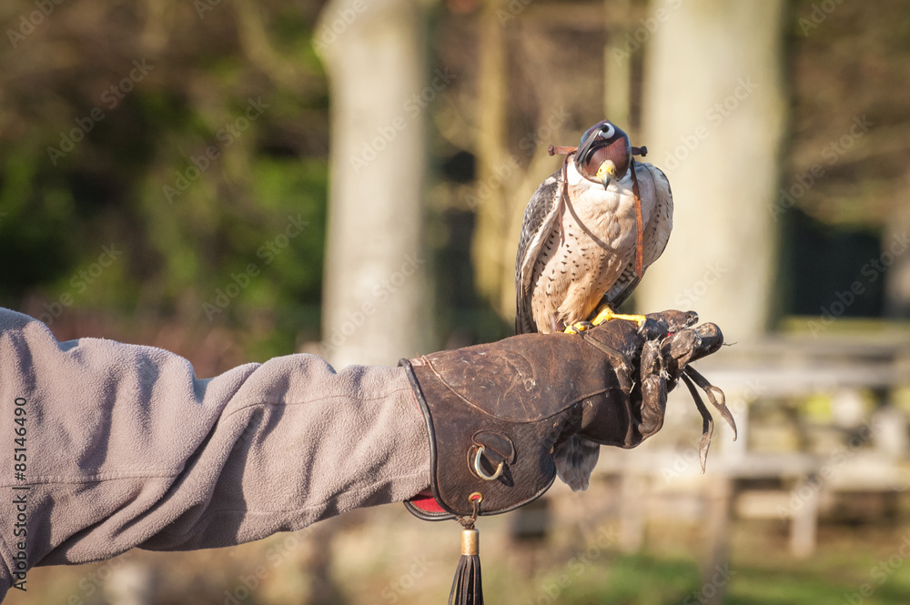 peregrine falcon on the arm of a falconry expert Stock Photo | Adobe Stock