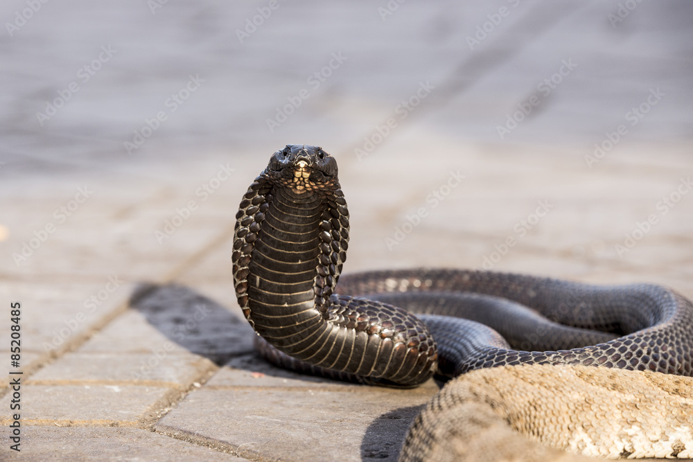 Egyptian cobra charmed at Jemaa el-Fnaa square, Marrakesh (Morocco ...