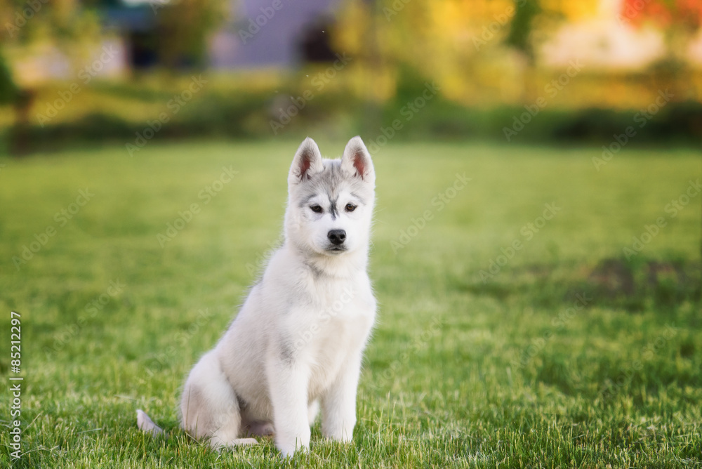 One Little cute puppy of Siberian husky dog outdoors Stock Photo ...