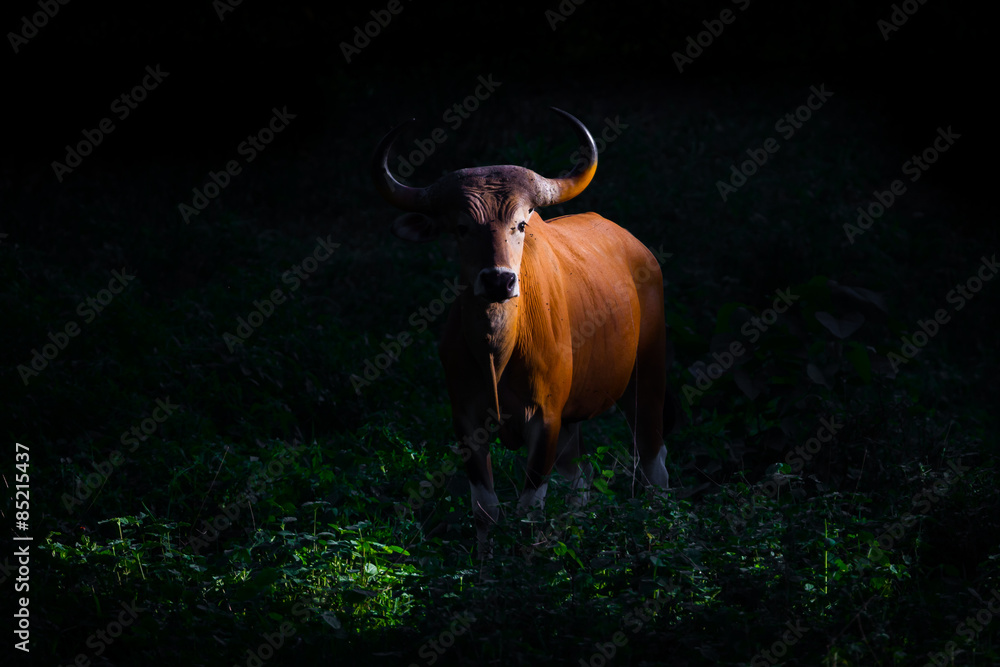 Female Banteng (Bos javanicus) in real nature stair at us in the dark ...