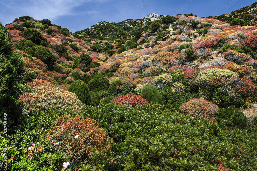 Foto Stock Macchia mediterranea in Sardegna | Adobe Stock