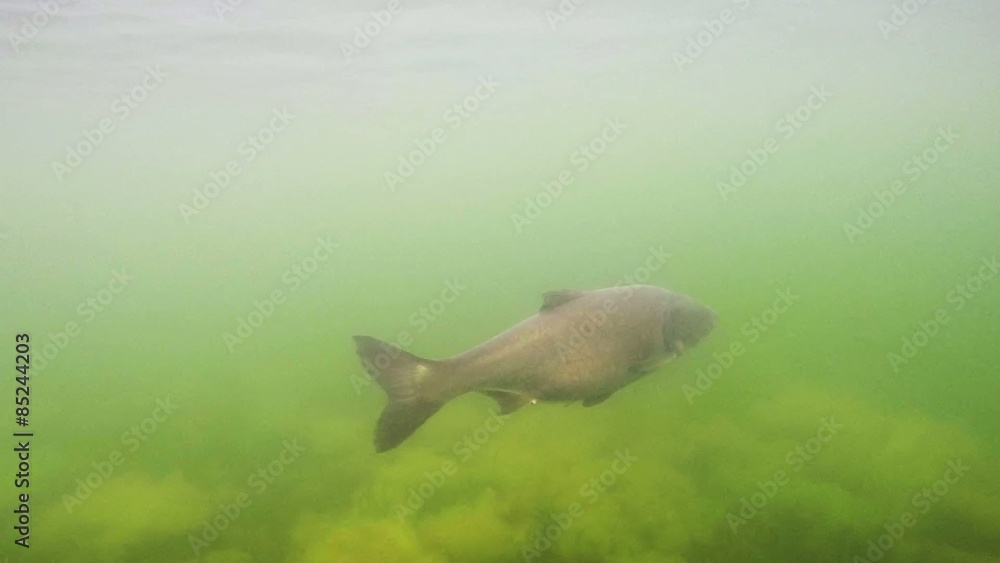 Rare underwater footage of The bighead carp (Hypophthalmichthys nobilis ...