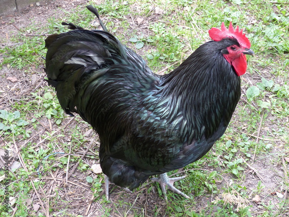 The Australorp is a chicken breed of Australian origin Stock Photo ...