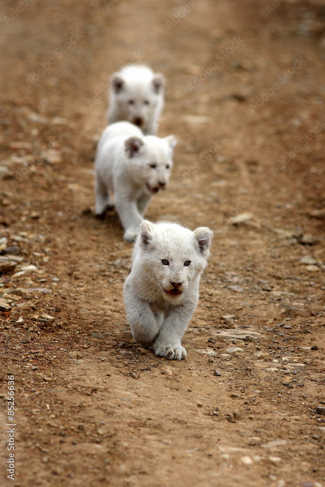 Cute Baby White Lion Cubs