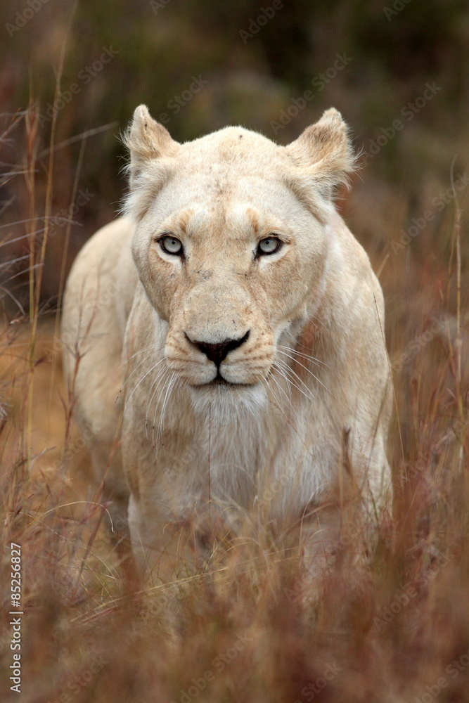 White Lioness With Blue Eyes