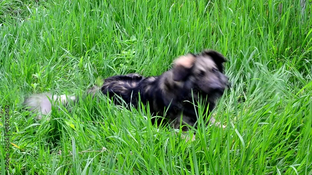 Dog lies in green grass, turns around and walks out of frame Stock ビデオ ...