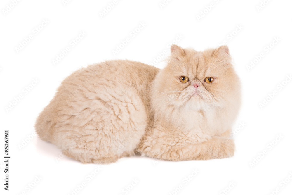 Cream Persian Cat