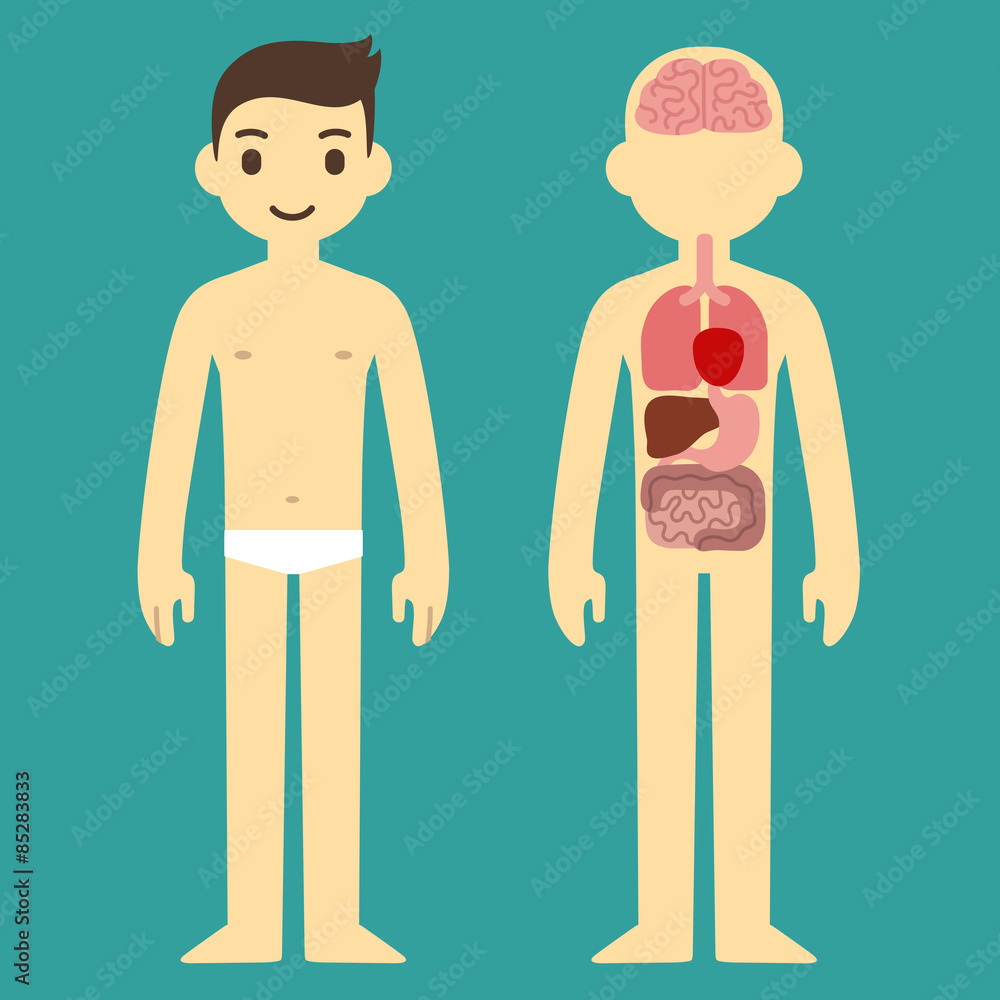Human internal organ infographic chart of a stylized cartoon man. Stock ...