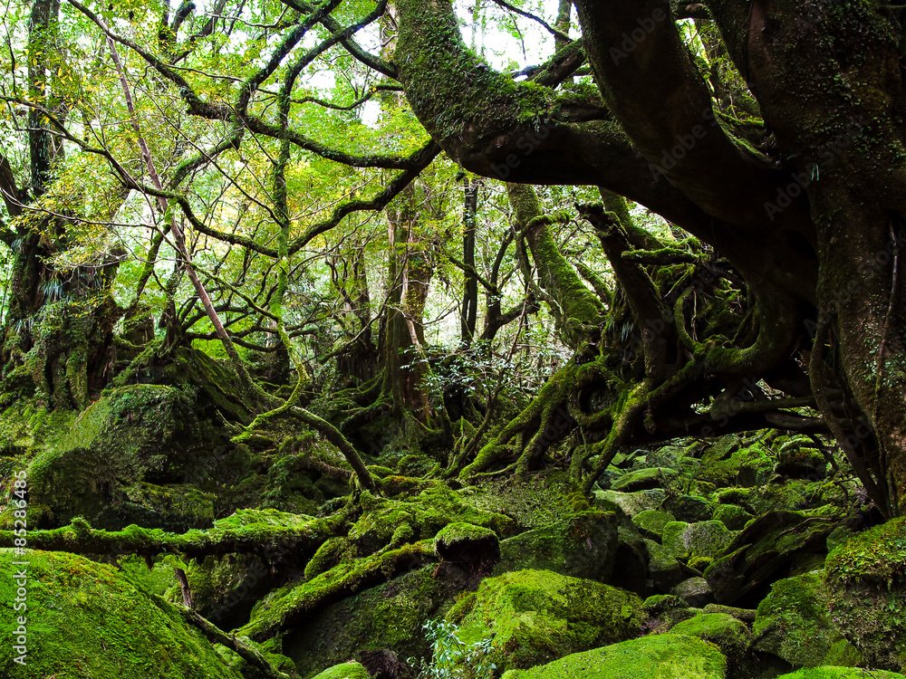 Primeval forest at Yakushima in Japan Stock Photo | Adobe Stock