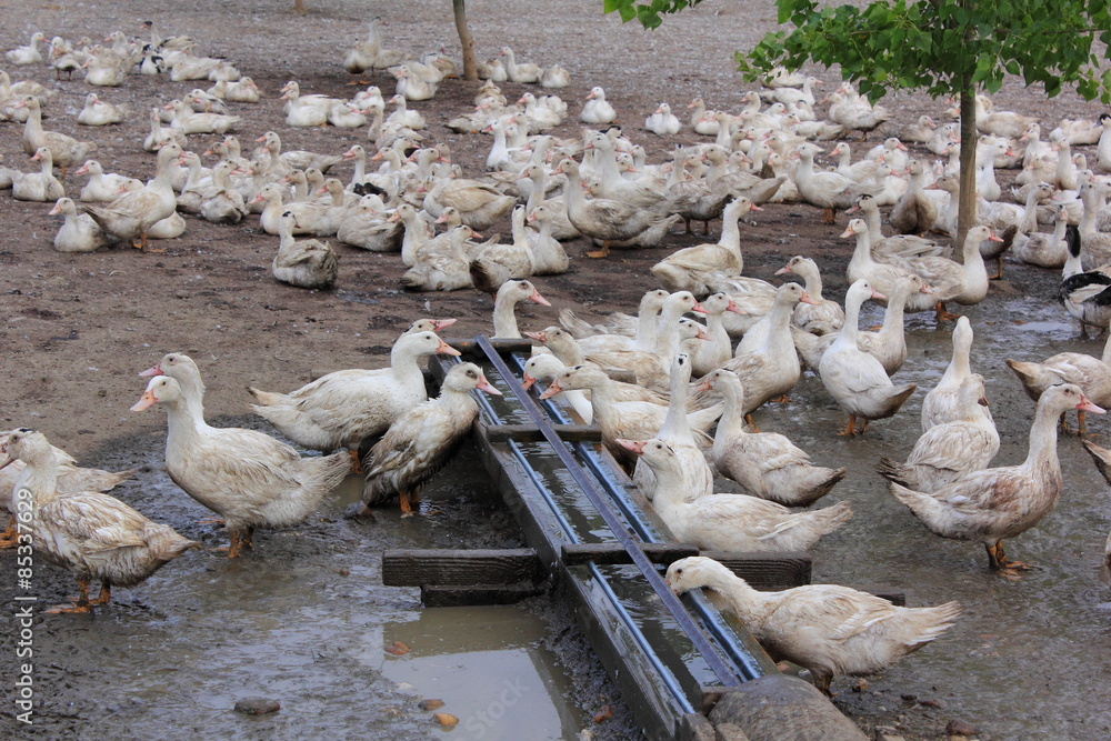 Elevage de canards Photos | Adobe Stock