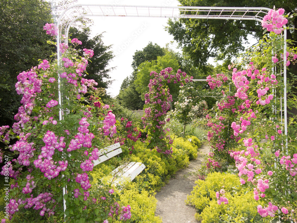 Rosengarten Stock-Foto | Adobe Stock