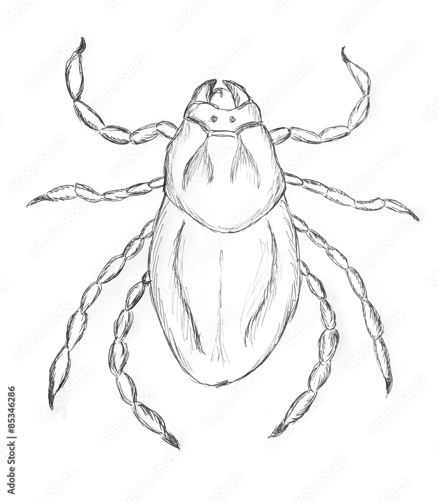 Tick drawing Stock Illustration | Adobe Stock