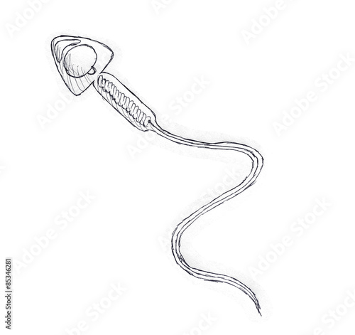 Sperm Cell Drawing