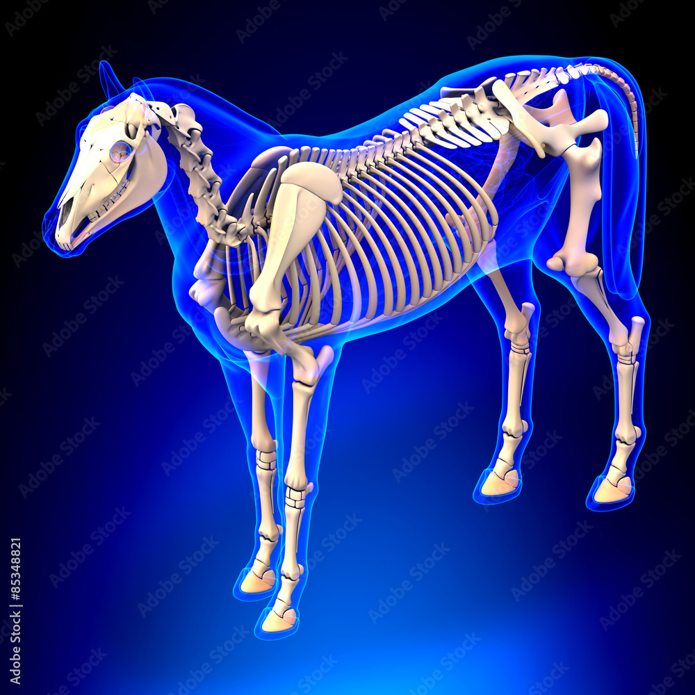 Horse Skeleton - Horse Equus Anatomy - on blue background Stock ...