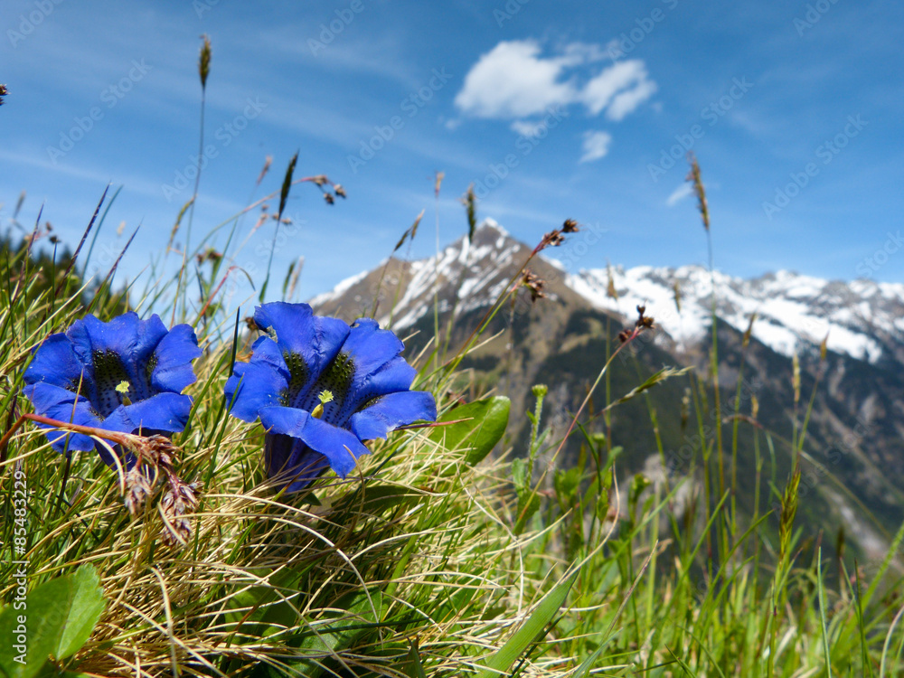blauer Enzian in Österreich Stock-Foto | Adobe Stock