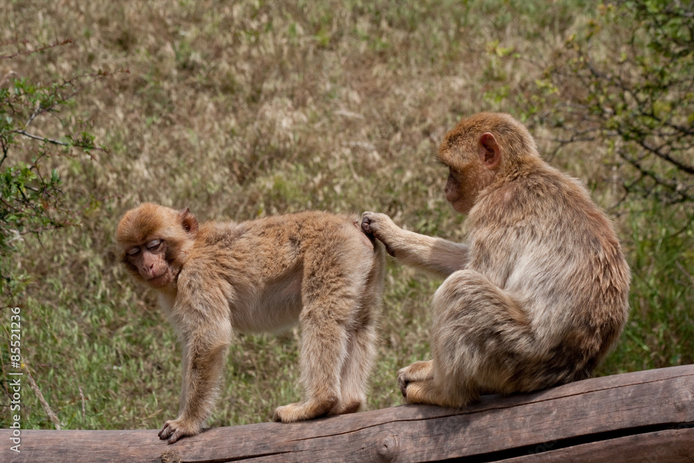 Zwei Affen beim Lausen Stock Photo | Adobe Stock