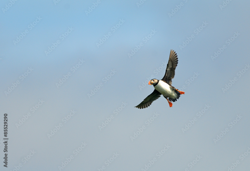 Puffin is flying in the sky Stock Photo | Adobe Stock
