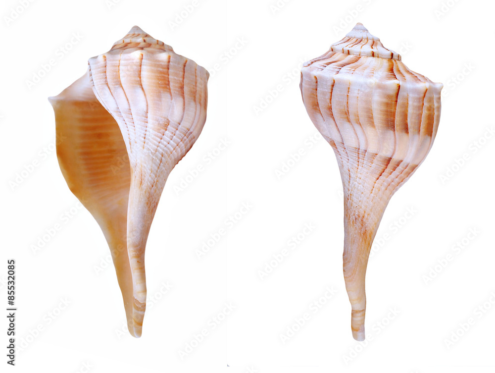 Two view of lightning whelk shell Stock-Foto | Adobe Stock