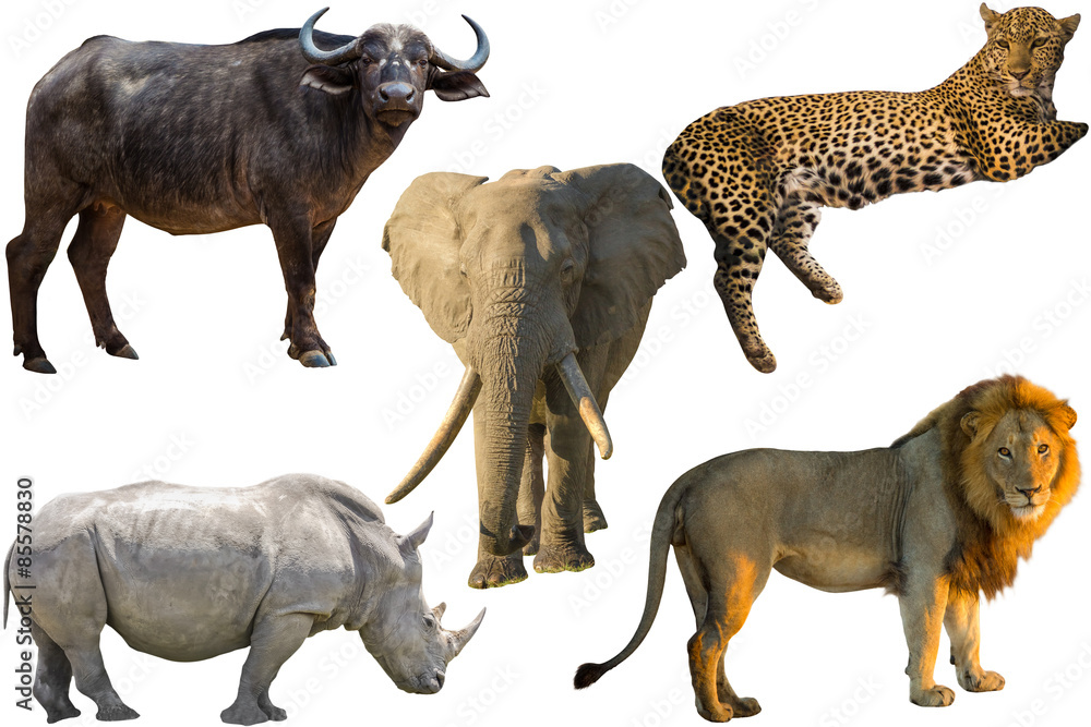 African Big Five Stock Photo | Adobe Stock