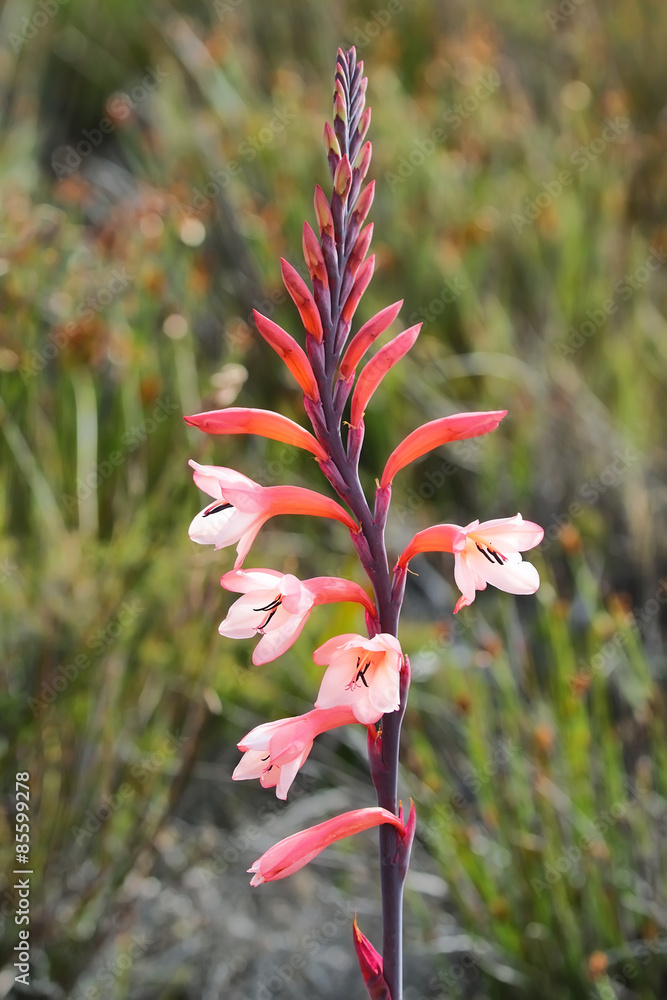Watsonia tabularis - a Fynbos species growing on the top of Table ...