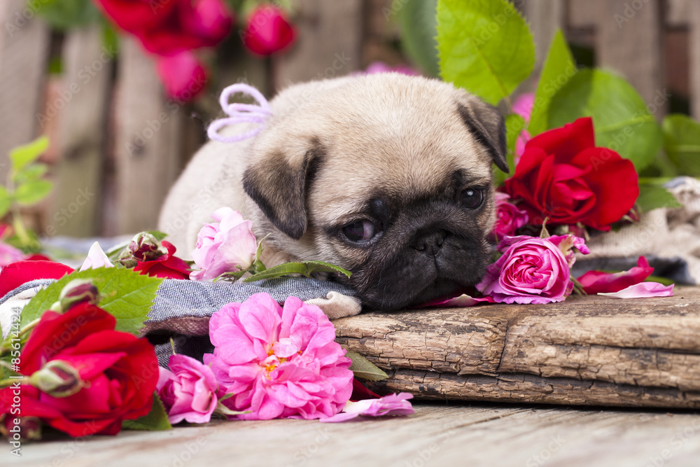 Cute Pug Puppies In Flowers
