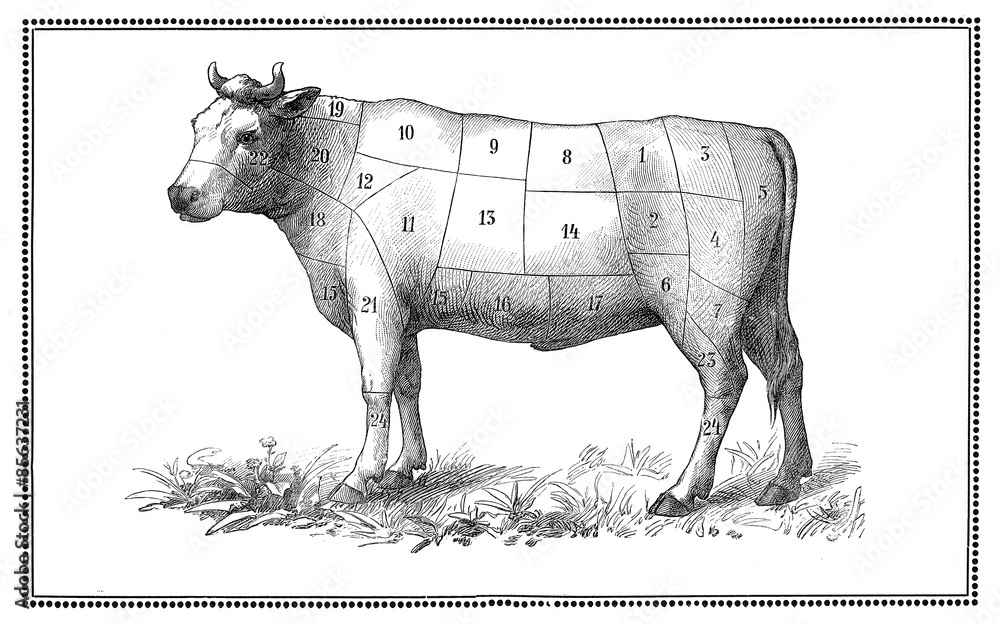 Old Beef chart with numbered cuts, collage and elaboration from antique ...