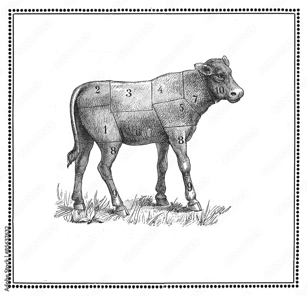 Calf chart with numbered cuts, collage and elaboration from antique ...