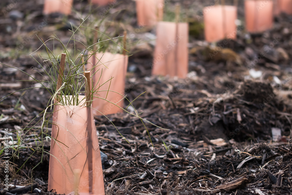 Restoration of native plants Stock Photo | Adobe Stock