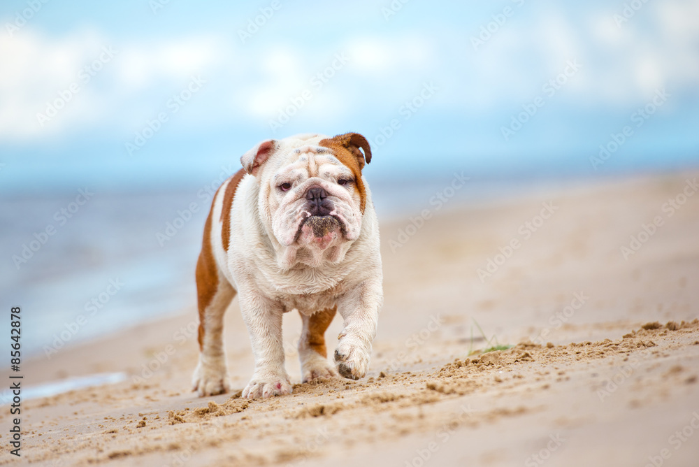 Can I Walk My English Bulldog
