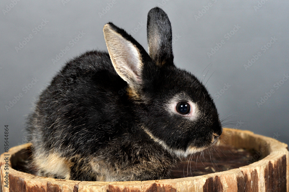 lapin nain noir Photos | Adobe Stock