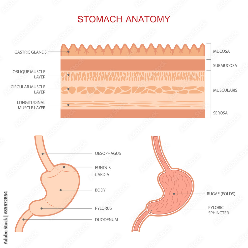 human stomach anatomy, gastric digestive system, medical illustration ...