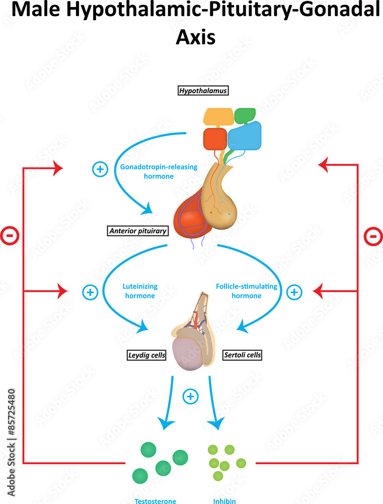 Poster Male Hypothalamic Pituitary Gonadal Axis Labeled Diagram – Wall ...