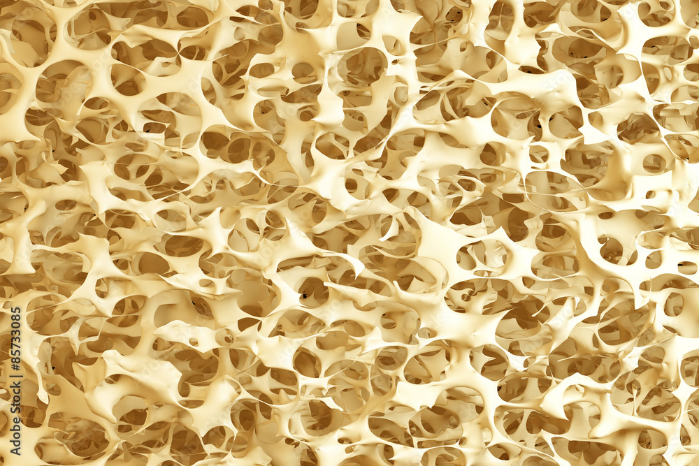 bone structure Stock Illustration | Adobe Stock