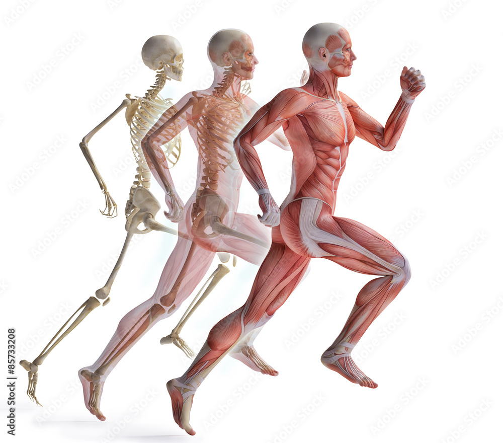 anatomy of a runner Stock Illustration | Adobe Stock