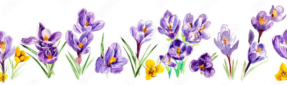 Seamless border from crocus flowers. Watercolor hand drawn illustration ...