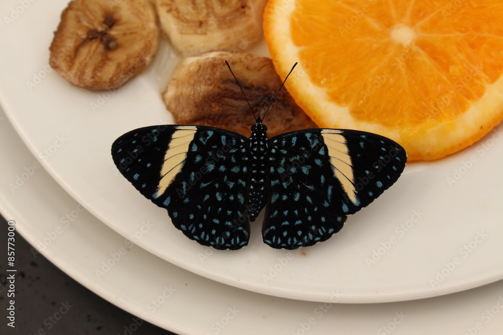 Blue spotted black "Starry Night Cracker" butterfly (or Starry Cracker ...