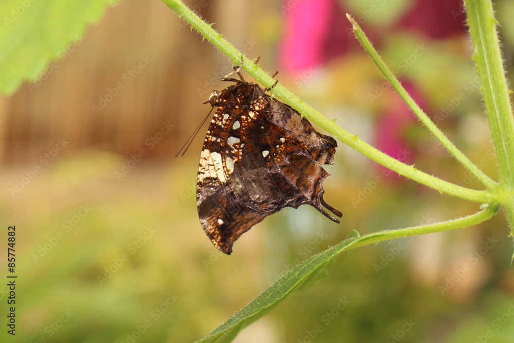 Silver colored and tailed "Jazzy Leafwing" butterfly (or Marbled ...