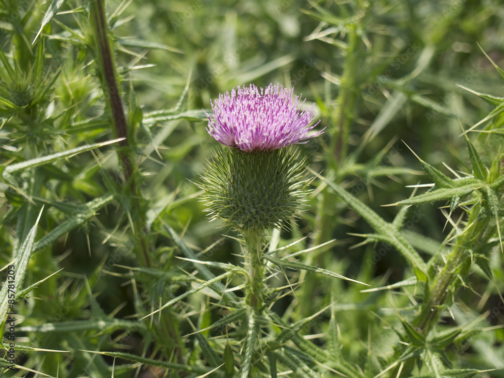 Foto de アザミの花 do Stock | Adobe Stock