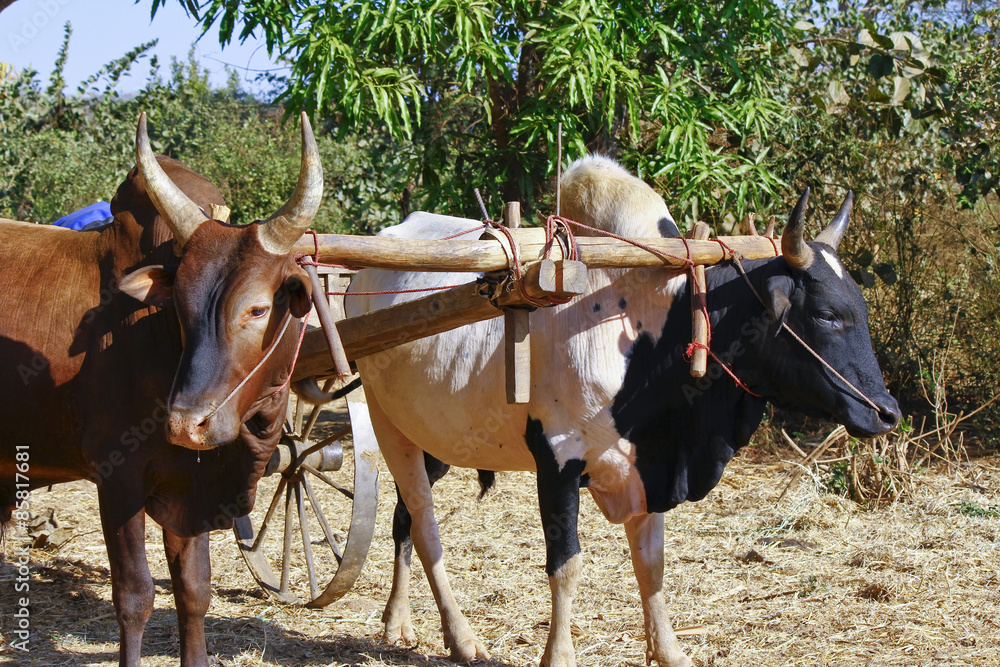 Cow Pulling Cart