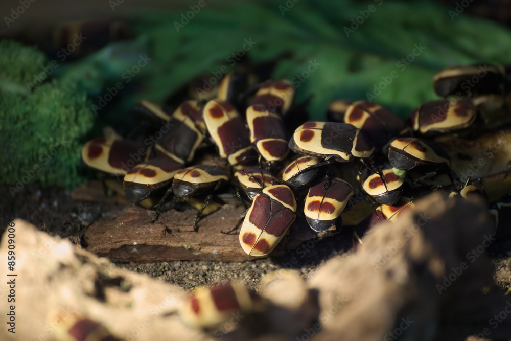 Several beetles of the Pachnoda marginata peregrina species Stock Photo | Adobe Stock