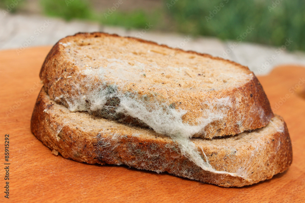 The old black mold on the bread. Spoiled food. Mold on food. Stock ...