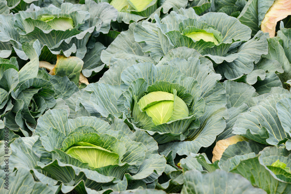 cabbage field ready for harvesting in Jeju Island, Korea Stock Photo ...