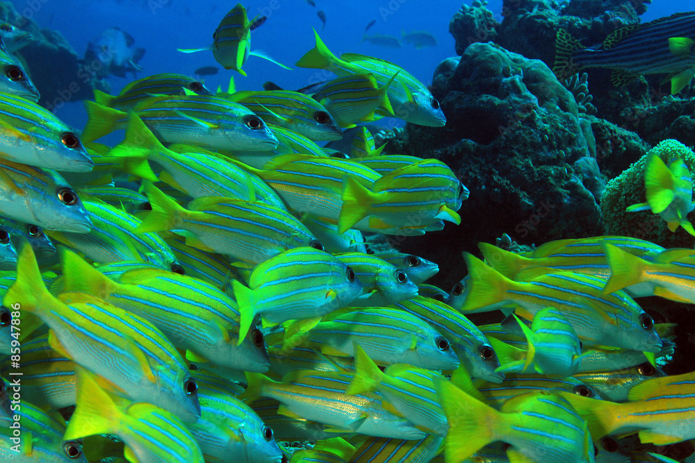 Foto de School of Bluestripe Snappers (Lutjanus Kasmira, aka Bluestripe ...